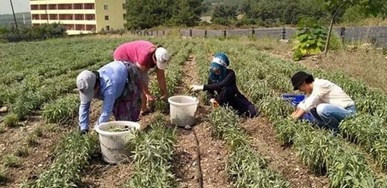 Erzin’de ilk kez yetiştirilen adaçayı bitkisinin hasadı yapıldı haberi ...